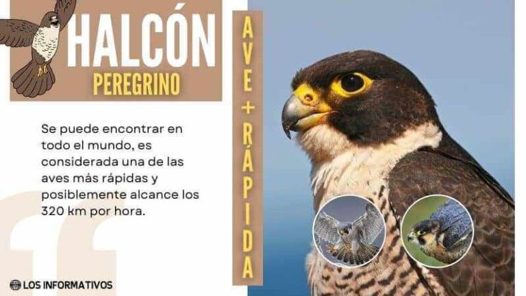 Información y características del Halcón Peregrino
